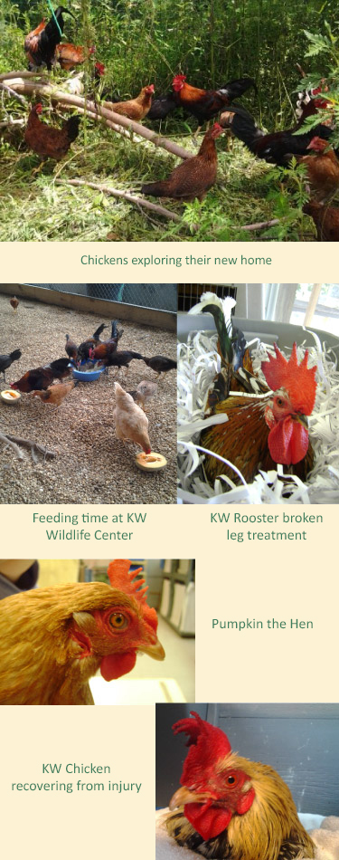 Key West Chickens | Key West Wildlife Center
